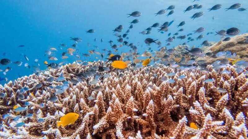 Bohol: Private Balicasag Tour with extra snorkeling time - Main Snorkeling at Balicasag Island