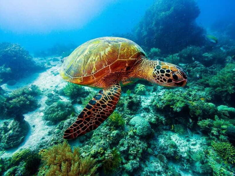 Bohol: Private Balicasag Tour with extra snorkeling time - Midday Break and Return to Panglao