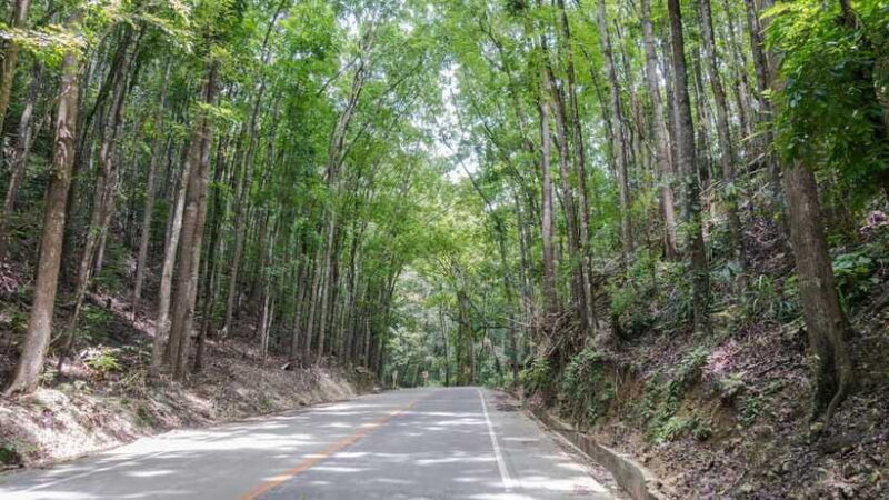 Bohol: Private Countryside Tour with Buffet Lunch - Stop 3: Bohol Lemur and Butterfly Sanctuary