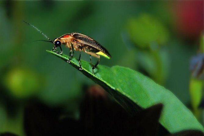 Bohol: Private Firefly Watching Cruise - Why Choose This Tour?