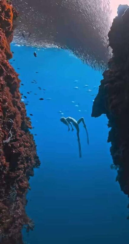 Bohol: Snorkel One of PHs Largest Sardine Schools - Why You’ll Love This Experience
