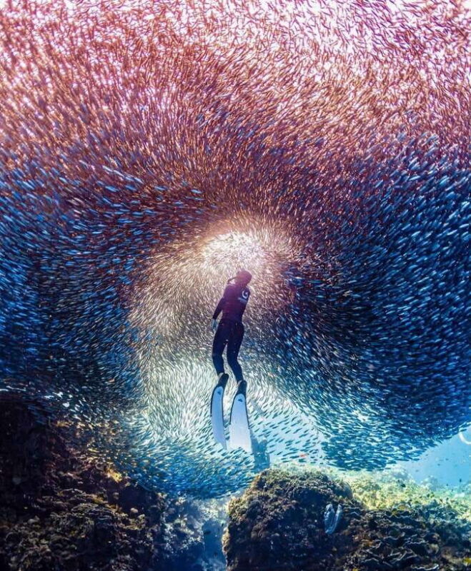 Bohol: Snorkel One of PHs Largest Sardine Schools - Frequently Asked Questions