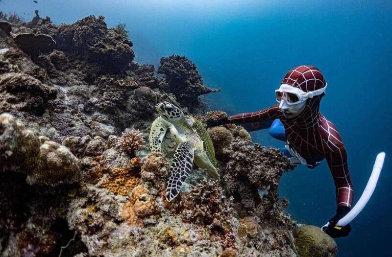 Bohol: Snorkel One of PHs Largest Sardine Schools - Final Thoughts
