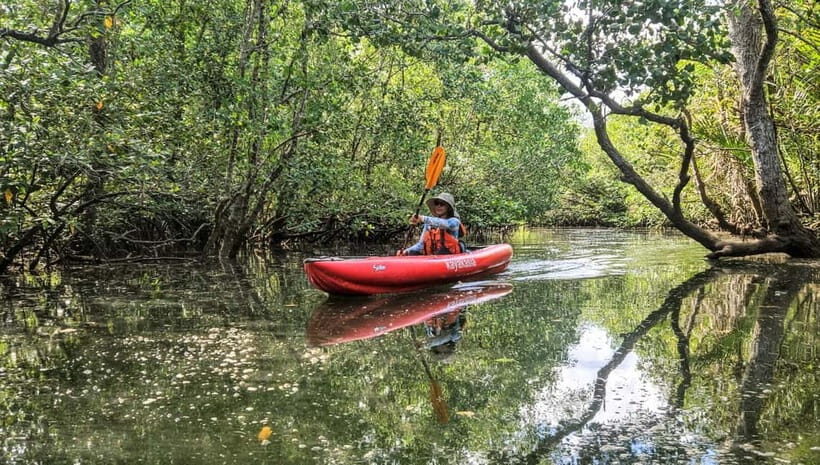 Bohol: SUSTAINABLE Mangrove Tunnels & Firefly Kayaking trail - An Authentic Eco-Adventure in Bohol