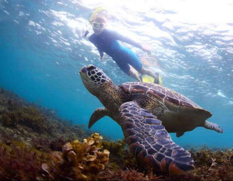 Bohol: Swim with Sea Turtles & Dolphins Island Hopping Tour - Key Points