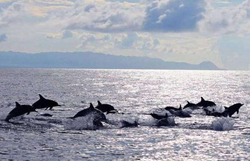 Bohol: Swim with Sea Turtles, Dolphins & Island Hopping Tour - The Experience from a Traveler’s Perspective