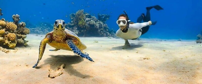 Bohol: Swim with Sea Turtles, Dolphins & Island Hopping Tour - The Value for Money