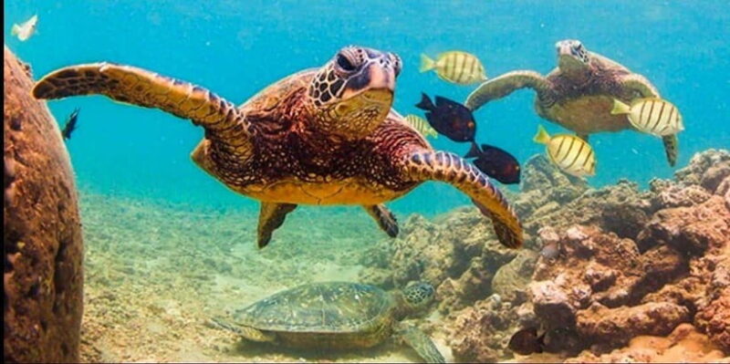 Bohol: Swim with Sea Turtles, Dolphins & Island Hopping Tour - Who Is This Tour Best For?