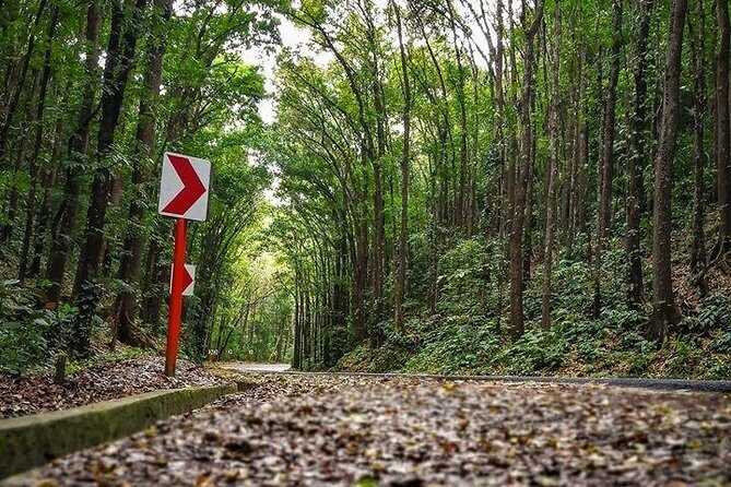 BOHOL Tour 2025 - Chocolate Hills, Tarsier and River Cruise Lunch - A Deep Dive into the Bohol Experience