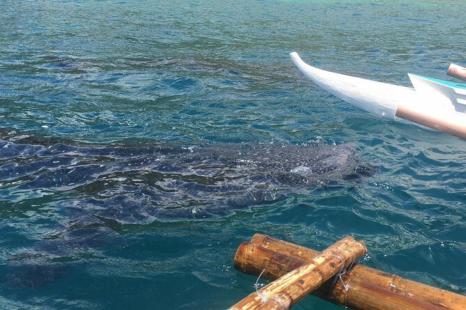 Bohol Whaleharks Interaction & Bohol Countryside Tour with Lunch (Cebu or Bohol) - Who Would Enjoy This Tour?