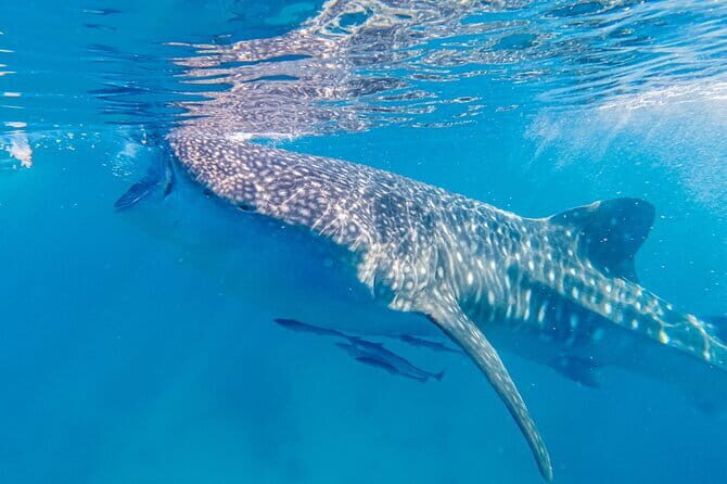 Bohol Whaleshark Watching with Loboc River Lunch - Frequently Asked Questions