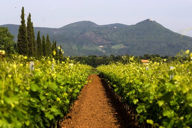 Bolgheri: Classic Wine Tasting with Winery Tour - The Value of This Tour
