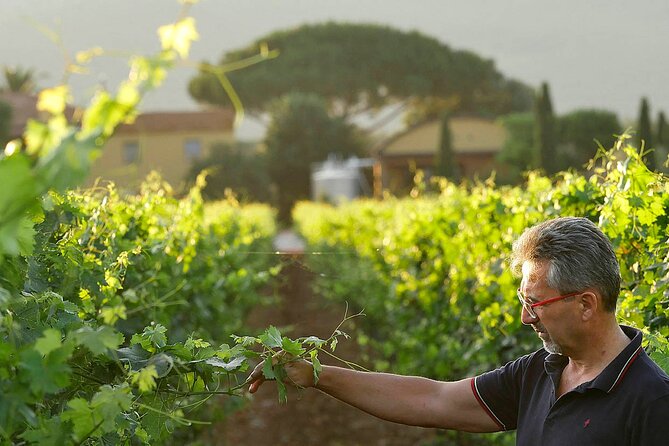 Bolgheri: Premium Wine Tasting With Winery Tour - Transportation and Accessibility