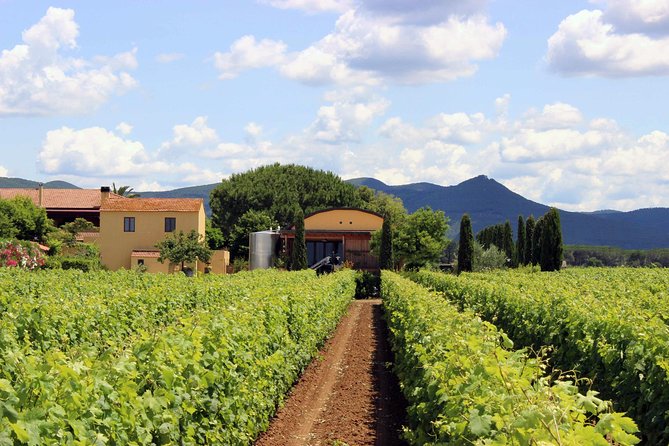 Bolgheri: Sensorial Wine Tasting With Winery Tour - Accessibility and Group Information