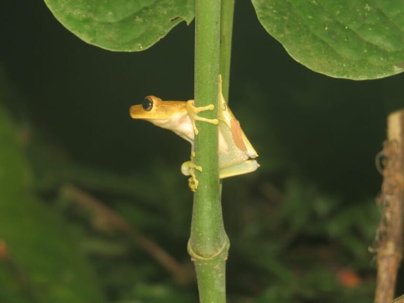 Bolivian Amazon: 3 days, Madidi Nat. Park with treetents - What to Bring and What to Avoid