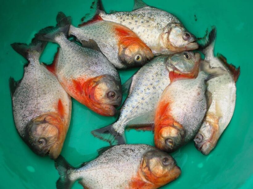 Bolivian Amazon: 3 days, Pampas & Awaisal community - Key Points