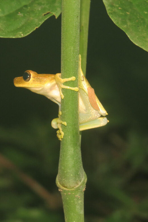 Bolivian Amazon: 3 days, Pampas & Awaisal community - Day 2: Wildlife Watching and Cultural Encounters
