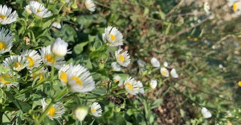 Bologna Forlì: foraging, looking for wild edible herbs - Key Points