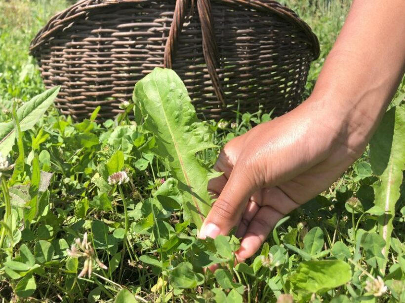 Bologna Forlì: foraging, looking for wild edible herbs - Price and Value Analysis