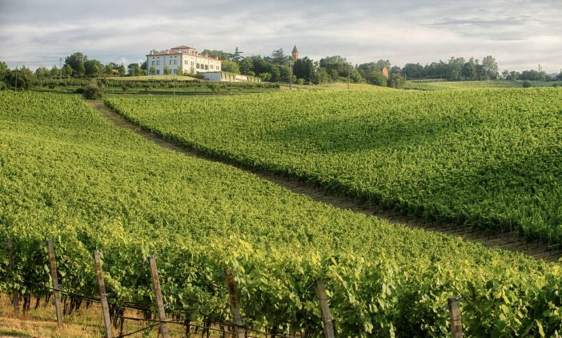 Bologna Vineyard Vista: a journey through Emilian wines - A Closer Look at Bologna Vineyard Vista