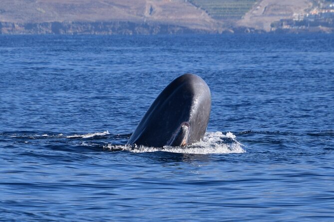 Bonadea II Ecological Whale Watching, 2 hours - Key Points