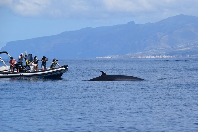 Bonadea II Ecological Whale Watching, 2 hours - The Focus on Wildlife Viewing