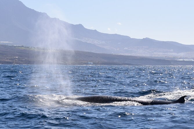 Bonadea II Ecological Whale Watching, 2 hours - The Environment and Conservation