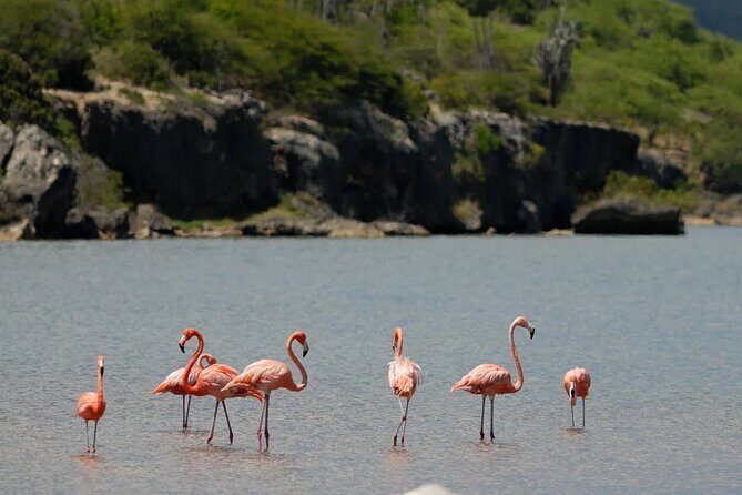 Bonaire Island North Side DiscoveryTour - A Detailed Look at the Bonaire North Side Discovery Tour