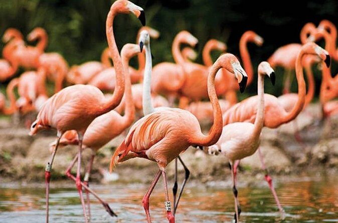 Bonaire Shore Excursion: The Bonaire Highlights Tour - FAQ