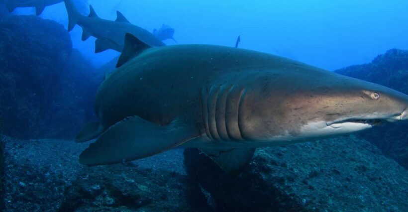 Bondi: Shark Dive at Bushrangers Bay for Certified Divers - A Closer Look at the Experience