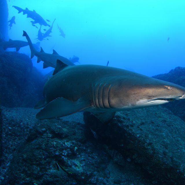 Bondi: Shark Dive at Bushrangers Bay for Certified Divers - Why This Tour Works Well