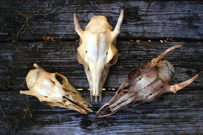Bone Hunting in Wyoming - An In-Depth Look at What to Expect