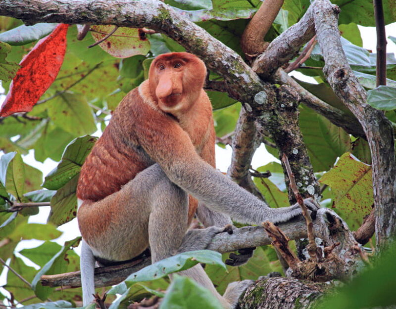 Bongawan River Cruise: Proboscis Monkey & Fireflies Viewing - Why This Tour Offers Great Value