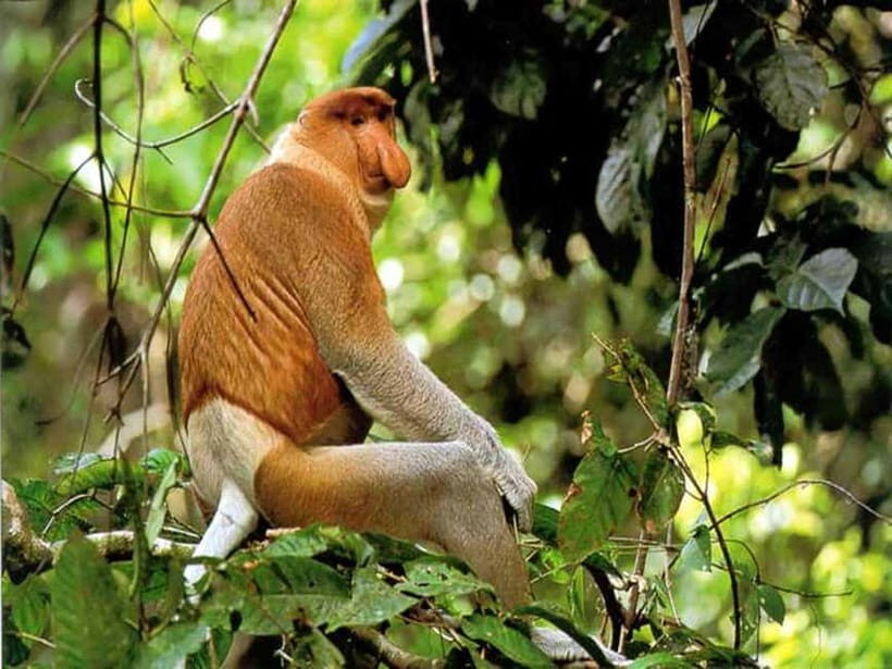 Bongawan Wetland: Proboscis Monkey and Fireflies Shared Tour - An In-Depth Look at the Bongawan Wetland Tour