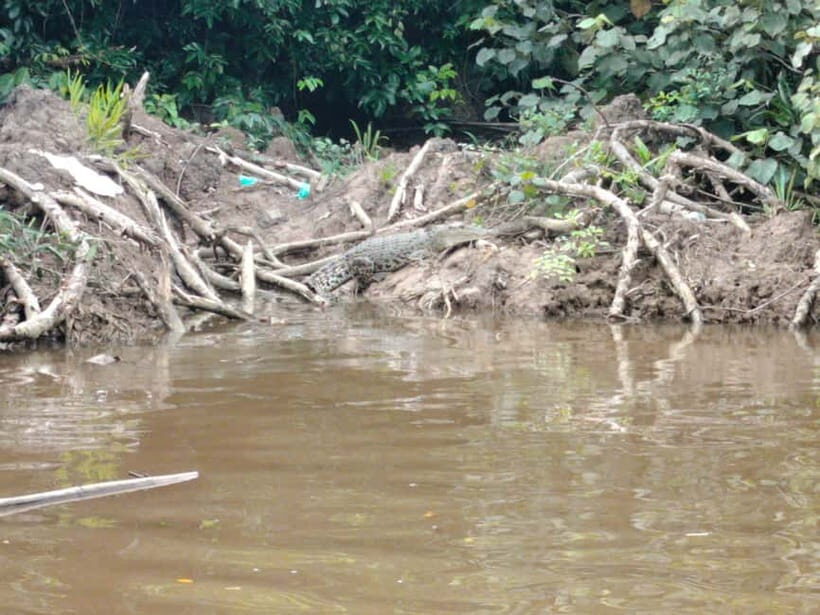 Bongawan Wetland: Proboscis Monkey and Fireflies Shared Tour - Who Will Love This Tour?