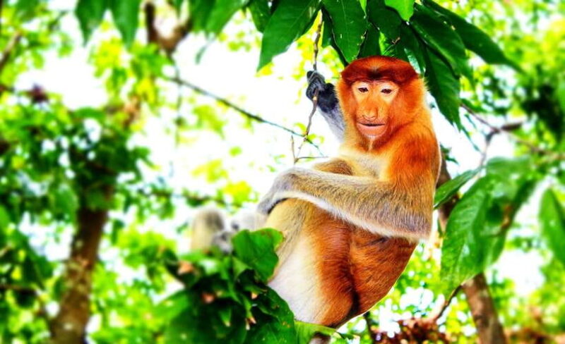 Bongawan Wetland: Proboscis Monkey and Fireflies Shared Tour - Wildlife and Scenic Highlights
