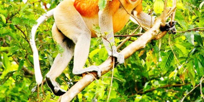 Bongawan Wetland: Proboscis Monkey and Fireflies Shared Tour - The Logistics: Transportation, Duration, and Value