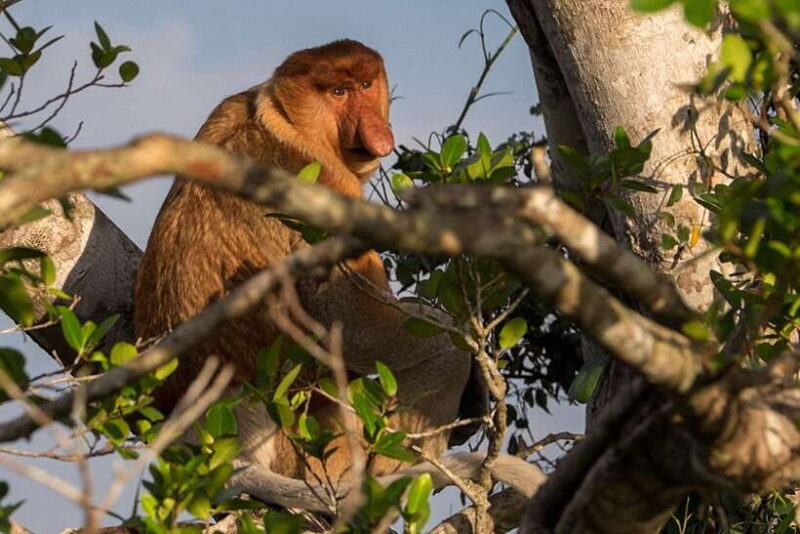 Bongawan Wetland: Proboscis Monkey and Fireflies Shared Tour - Real Traveler Insights