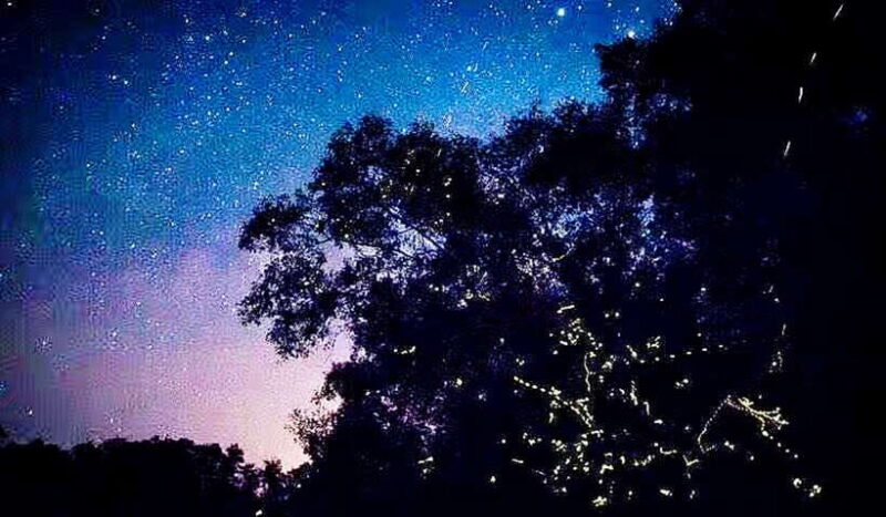 Bongawan Wetland: Proboscis Monkey and Fireflies Shared Tour - FAQs