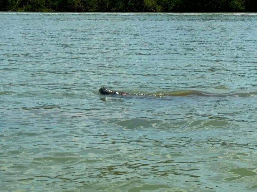Bonita Springs Clear Kayak Tour with Dolphins & Manatees - Itinerary Breakdown and What You Can Expect