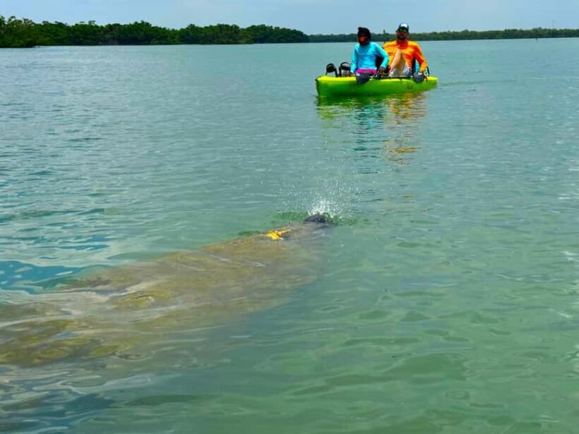 Bonita Springs: Kayak Tour with Manatees, Dolphins Sightings - Key Points