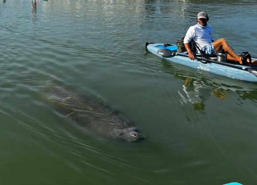 Bonita Springs: Kayak Tour with Manatees, Dolphins Sightings - An In-Depth Look at the Tour Experience