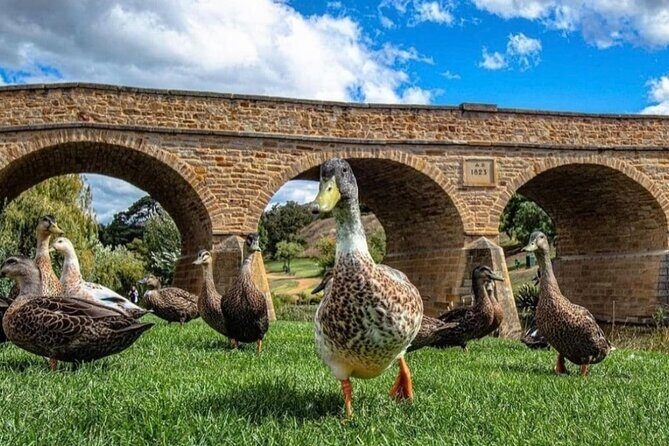 Bonorong Wildlife Park and Richmond Afternoon Tour from Hobart - Final Thoughts