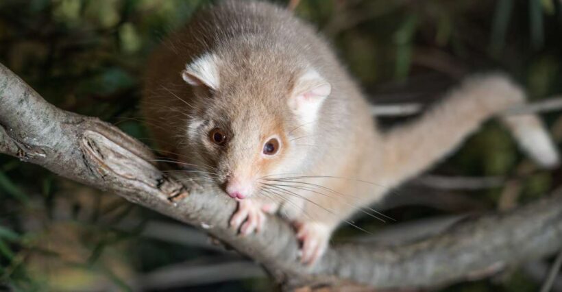 Bonorong Wildlife Sanctuary Guided Night Tour - Key Points