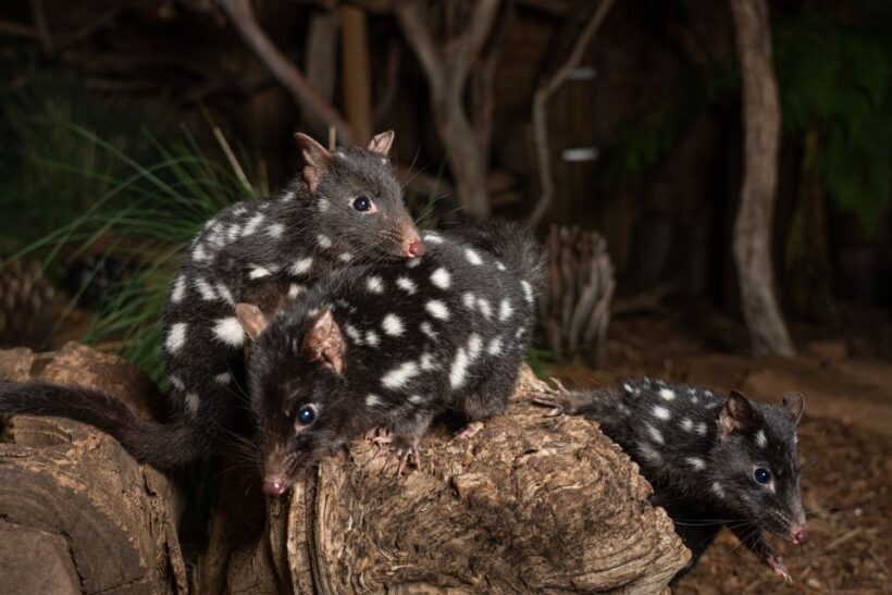 Bonorong Wildlife Sanctuary Guided Night Tour - A Unique Nighttime Encounter with Tasmania’s Wildlife