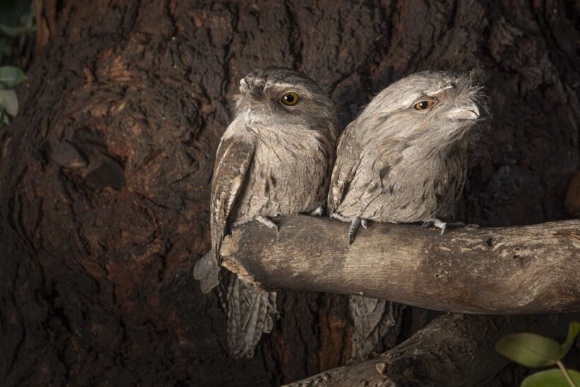 Bonorong Wildlife Sanctuary Guided Night Tour - The Value of the Experience