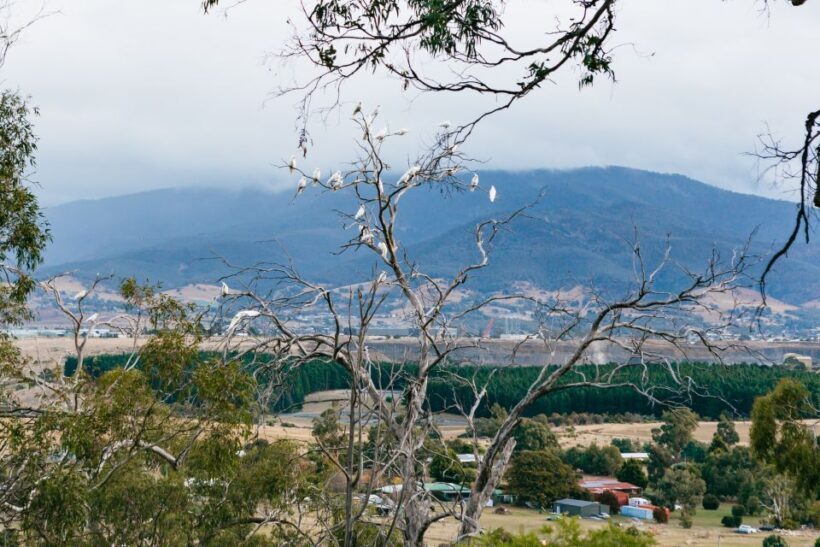 Bonorong Wildlife Sanctuary Half-Day Tour from Hobart - An Authentic Taste of Tasmania in Half a Day