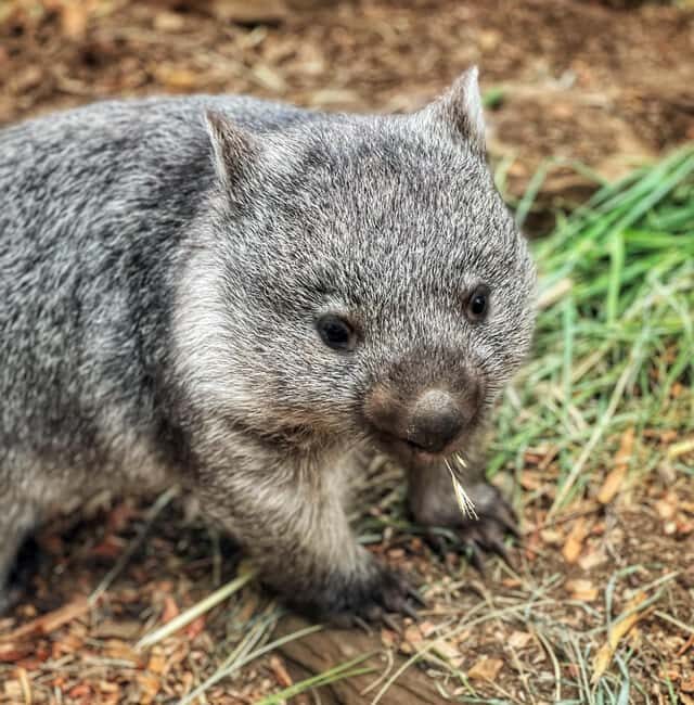 Bonorong Wildlife Sanctuary Half-Day Tour from Hobart - Final Thoughts: Is It Worth It?