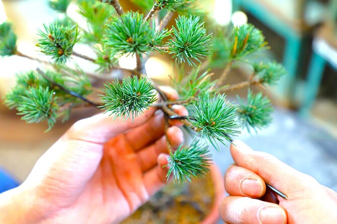 Bonsai Tour & Experience at the Most Sacred City for Bonsai in JP - Discovering the History and Art of Bonsai