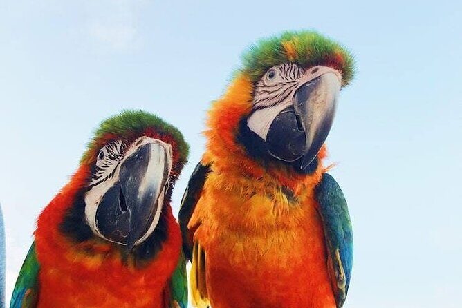 BOOGIES/BUGGY & ATV -# 1 Adventures IN PUNTACANA - Overview of the Adventure